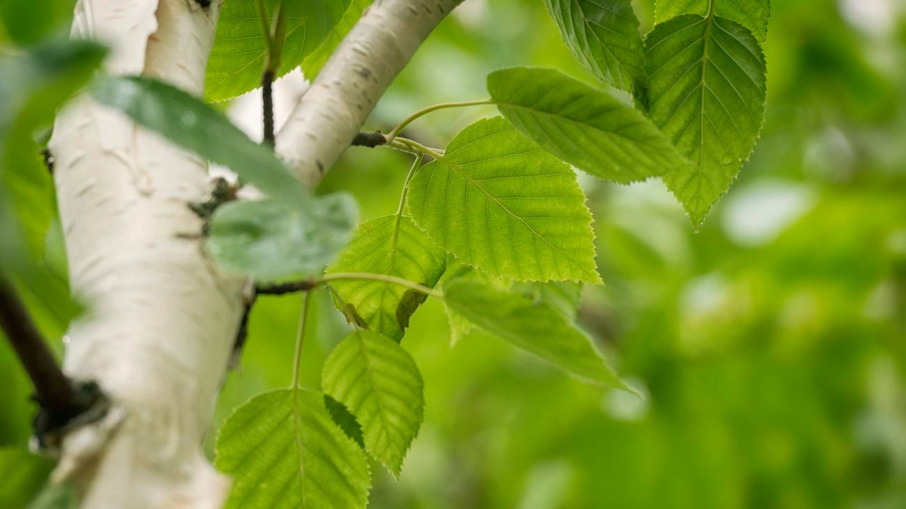 How To Plant A Silver Birch Tree - Bunnings New Zealand