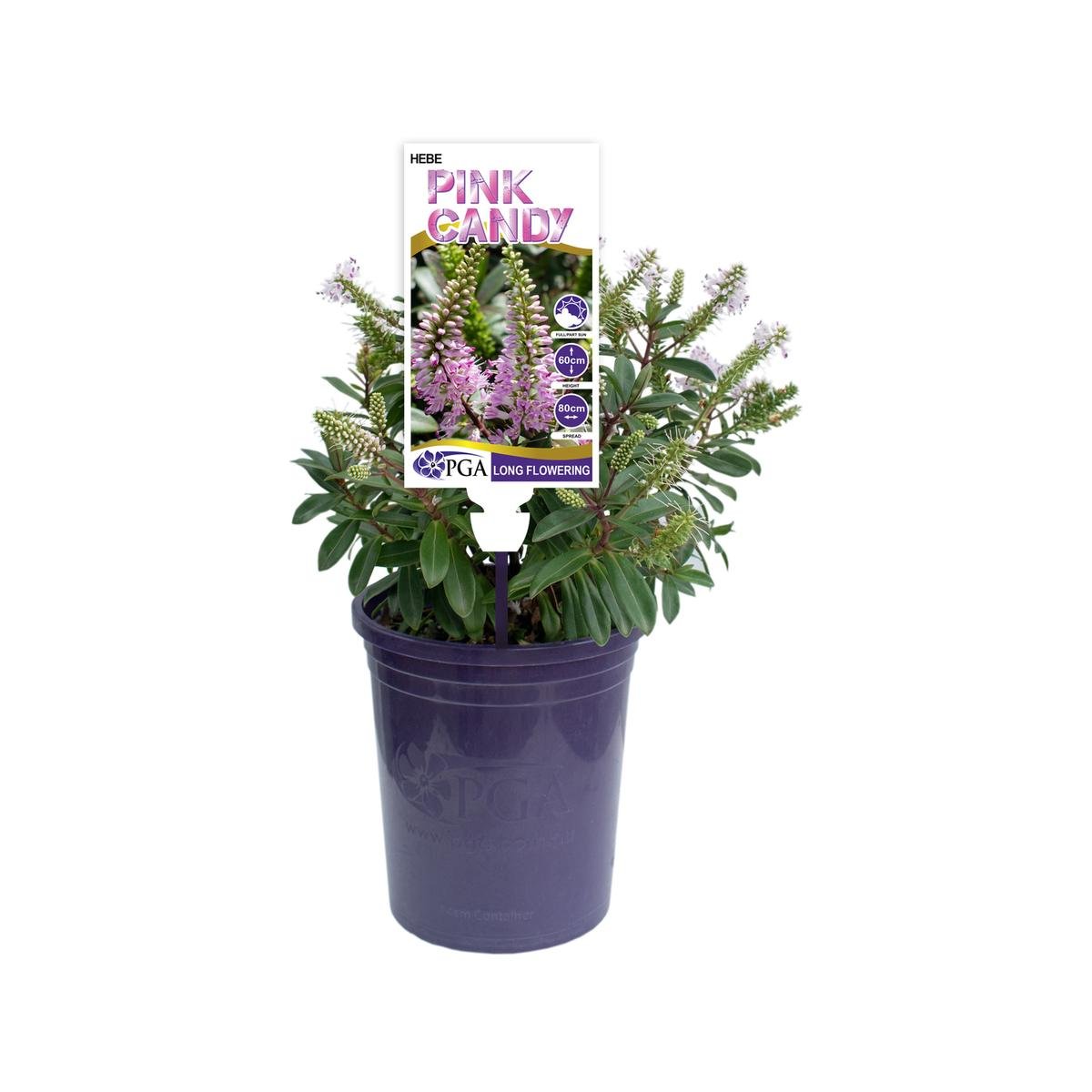 140mm Pink Candy - Hebe hybrid - Bunnings Australia