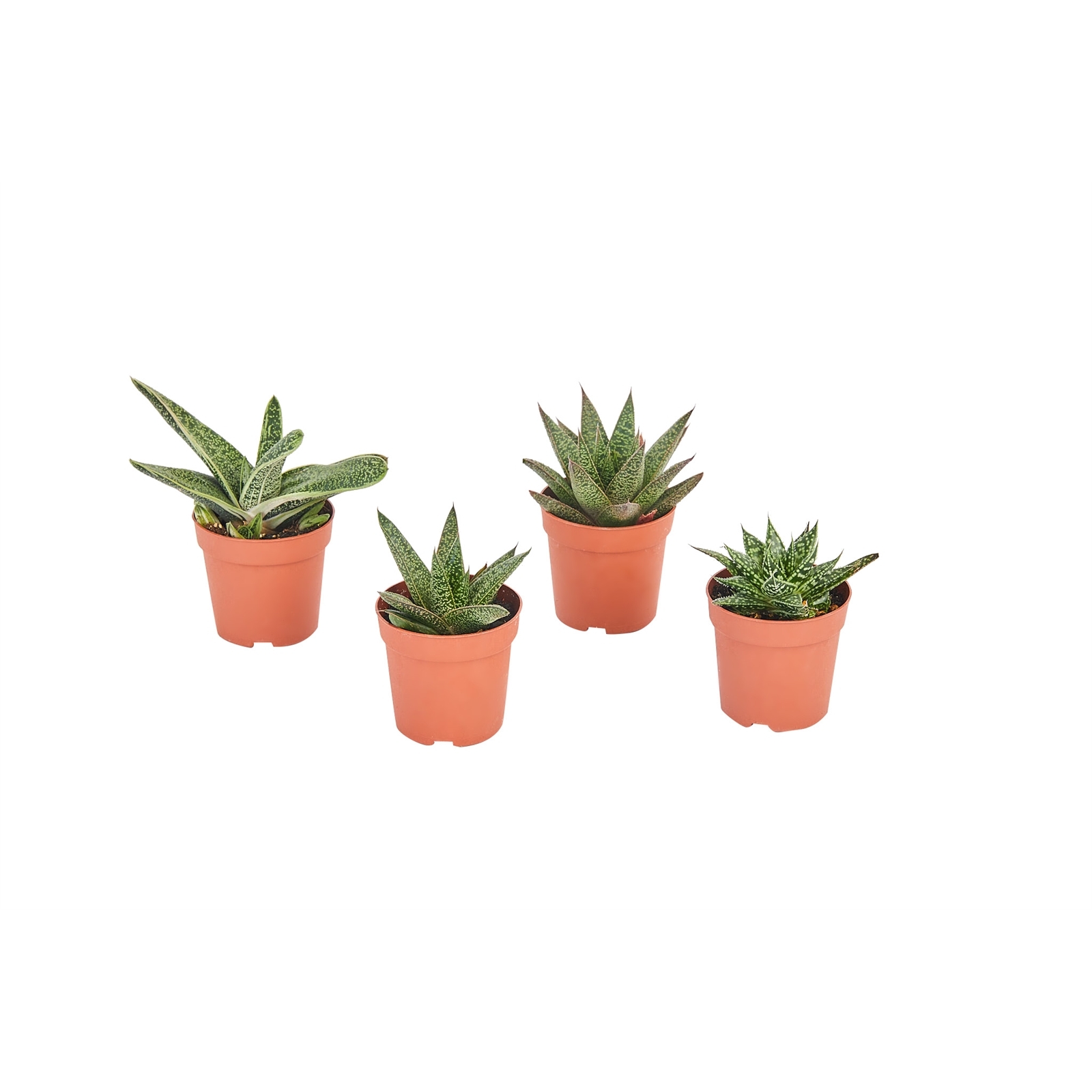 65mm Mini Mates Range Premium Succulent - Bunnings Australia