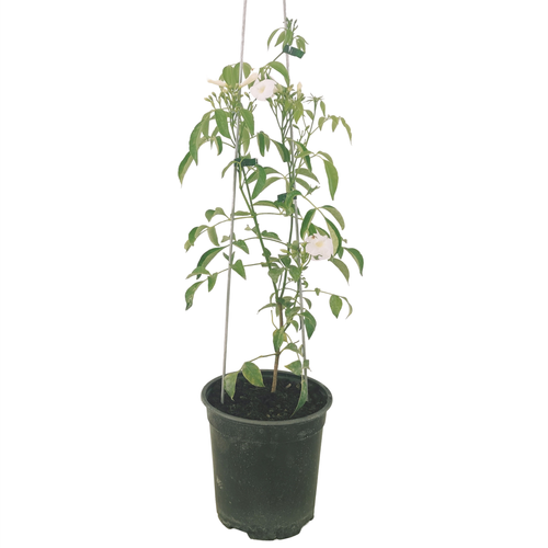 150mm Pandorea Lady Di - Pandorea Jasminoides Lady Di - Bunnings New ...