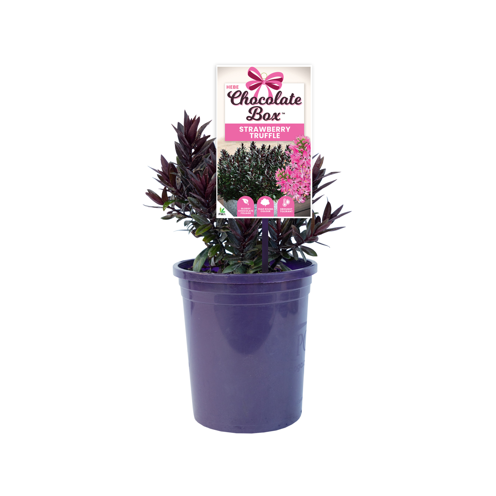 140mm Hebe Chocolate Box Strawberry Truffle - Hebe hybrida - Bunnings ...