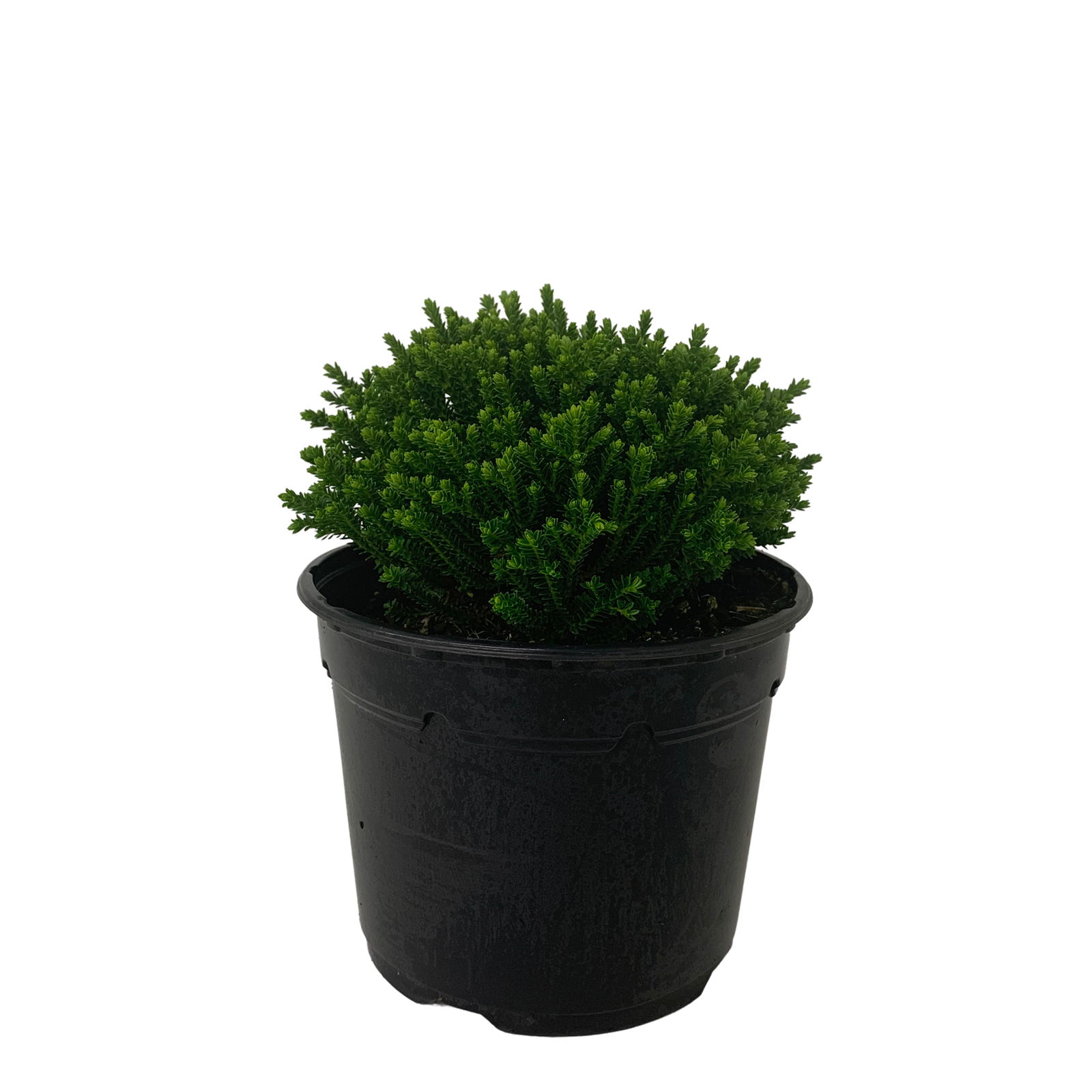2L Hebe Emerald Green - Hebe hybrid - Bunnings New Zealand