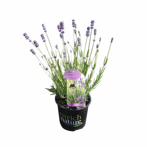 150 mm Lavender Azure Leigh Pvr - Lavandula hybrid - Bunnings New Zealand