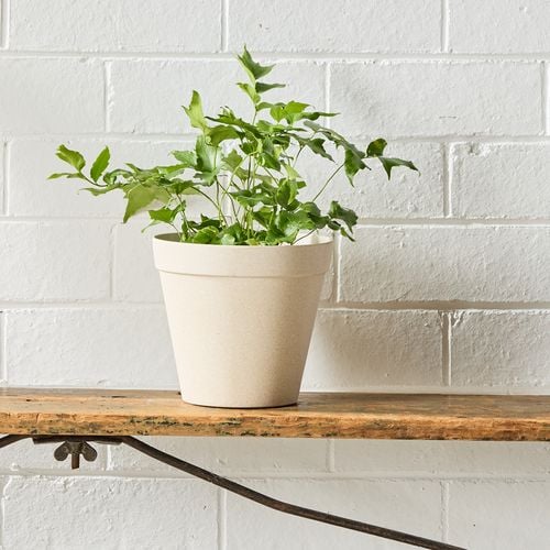 Northcote Pottery 19cm Bamboo Benji Pot - Bunnings Australia