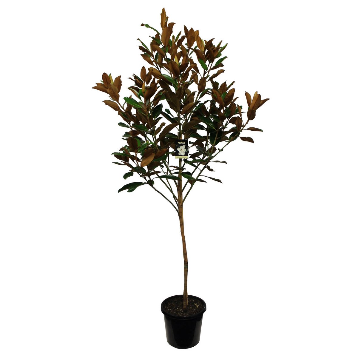 8.5L Evergreen Magnolia - Magnolia grandiflora Little Gem - Bunnings ...