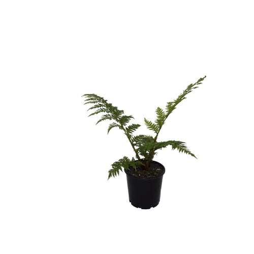 200mm Coin Spotted Tree Fern - Cyathea cooperi - Bunnings Australia