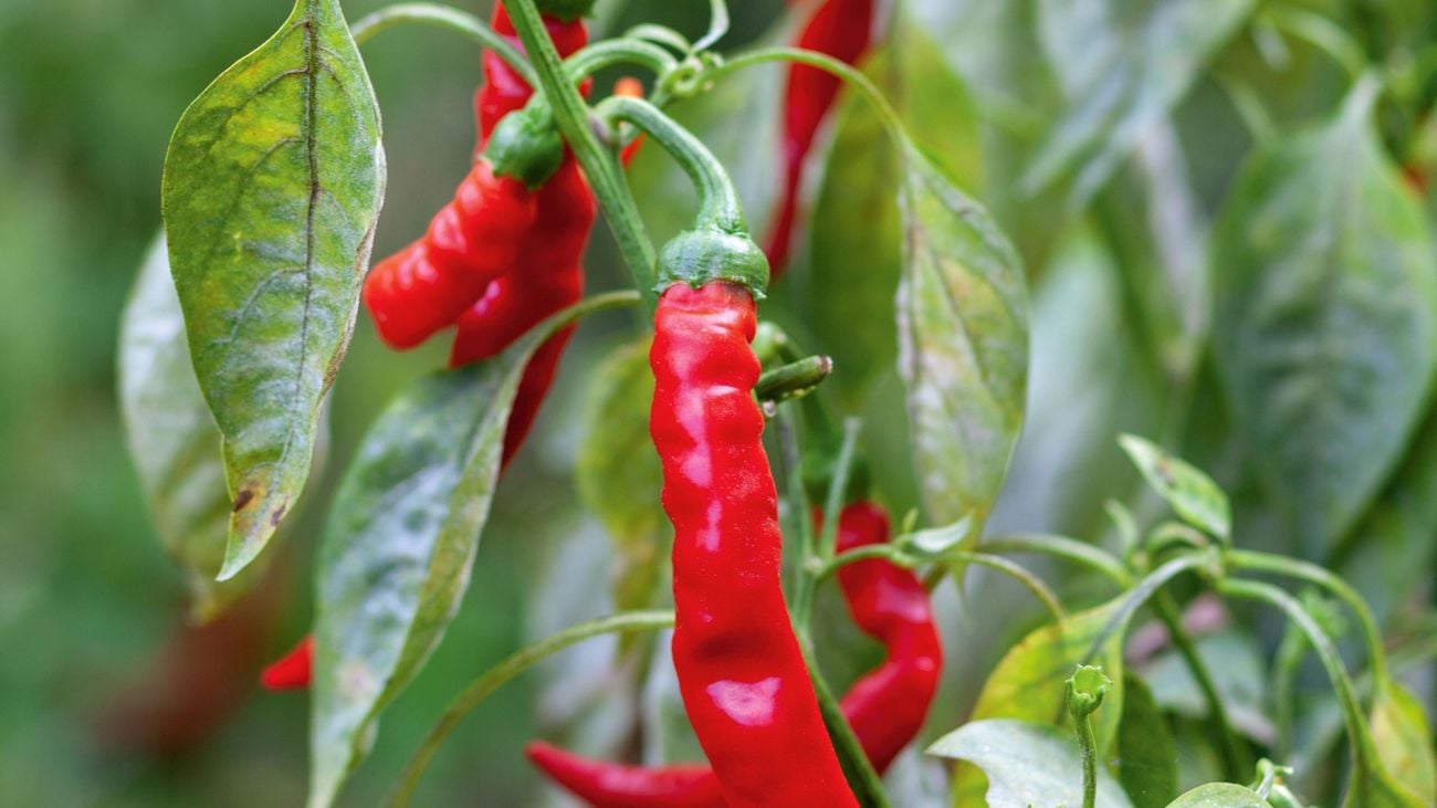 How To Grow An Edible Garden - Bunnings Australia