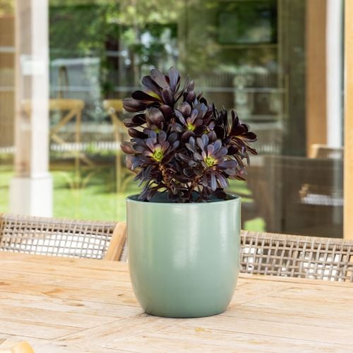 Northcote Pottery 25cm Sage Ava Egg Pot - Bunnings Australia
