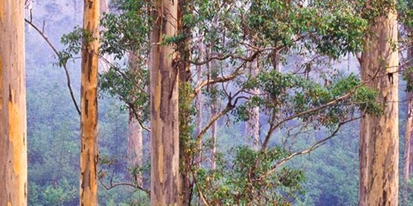 Plant Native! - Bunnings Australia