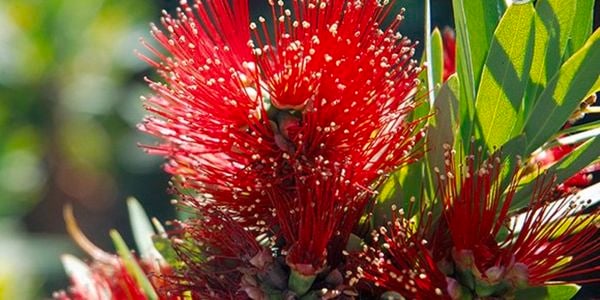Plant Native! - Bunnings Australia