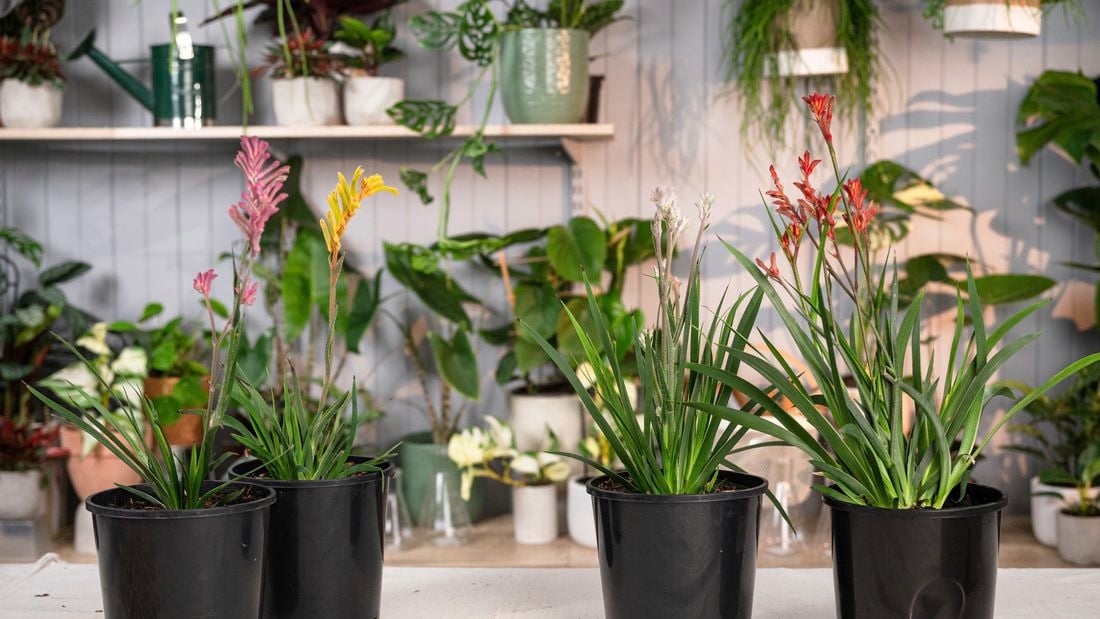How To Select And Prepare For Kangaroo Paw Plants - Bunnings Australia