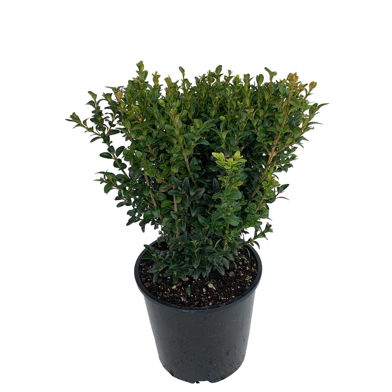 6L English Box - Buxus sempervirens - Bunnings New Zealand