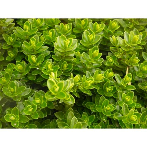 2L Hebe Margret - Hebe hybrid - Bunnings New Zealand