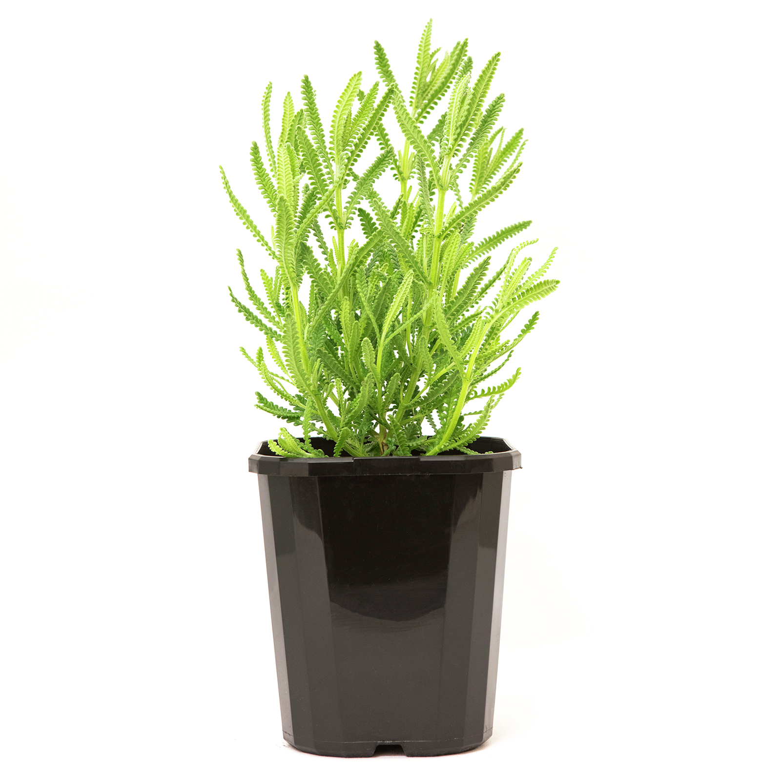 140mm Super French Lavender - Lavandula dentata - Bunnings Australia
