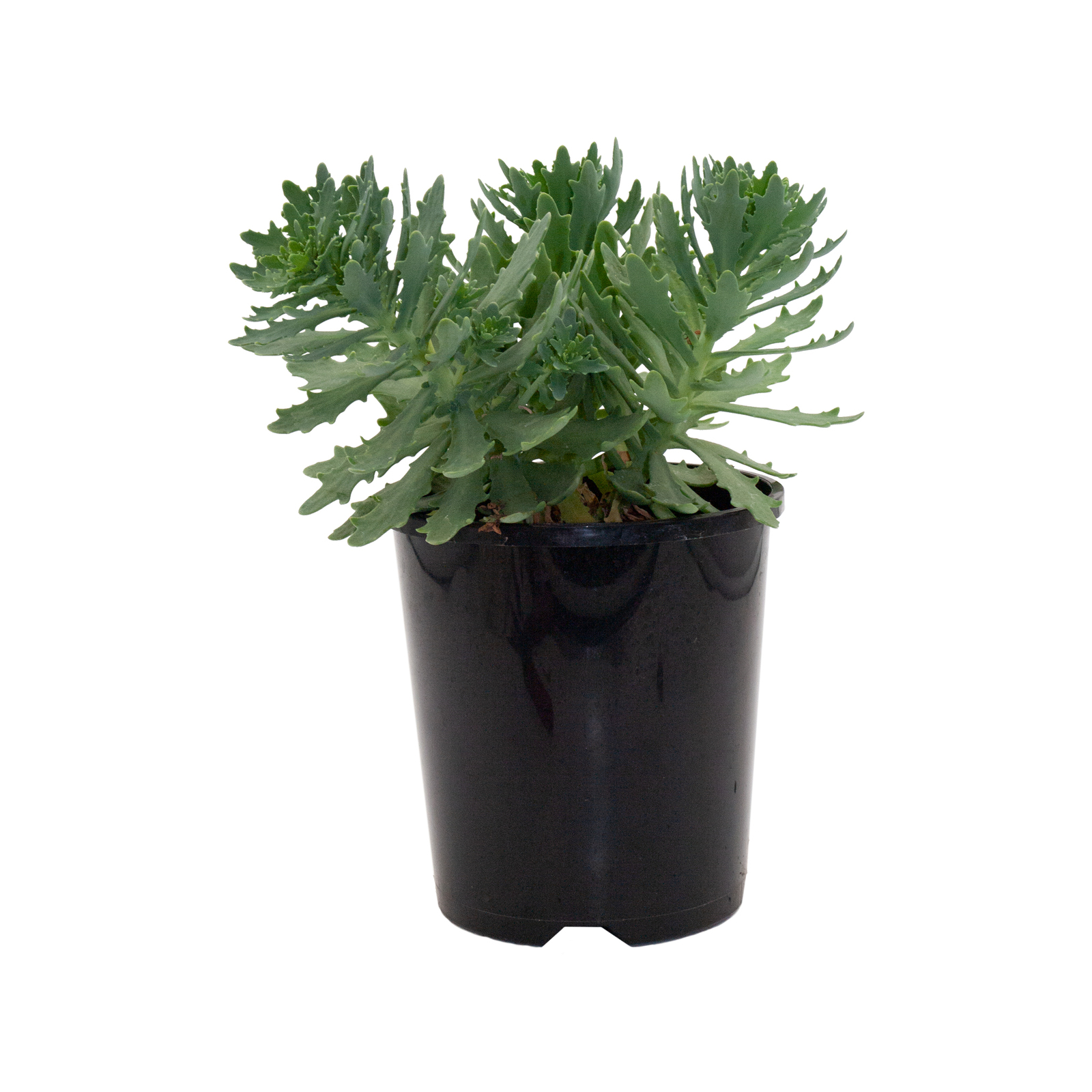 140mm Sedum Thundercloud - Sedum telphinium - Bunnings Australia