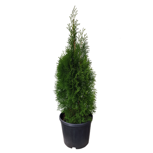 10L Emerald Cedar - Thuja occidentalis Smaragd - Bunnings New Zealand