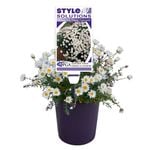 Trees & Shrubs - Bunnings Australia