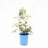 140mm Lady Di - Pandorea jasminoides alba - Bunnings Australia