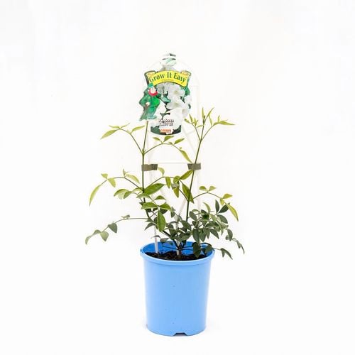 140mm Lady Di - Pandorea jasminoides alba - Bunnings Australia
