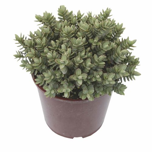 2l Hebe Red Edge Hebe Albicans Bunnings New Zealand