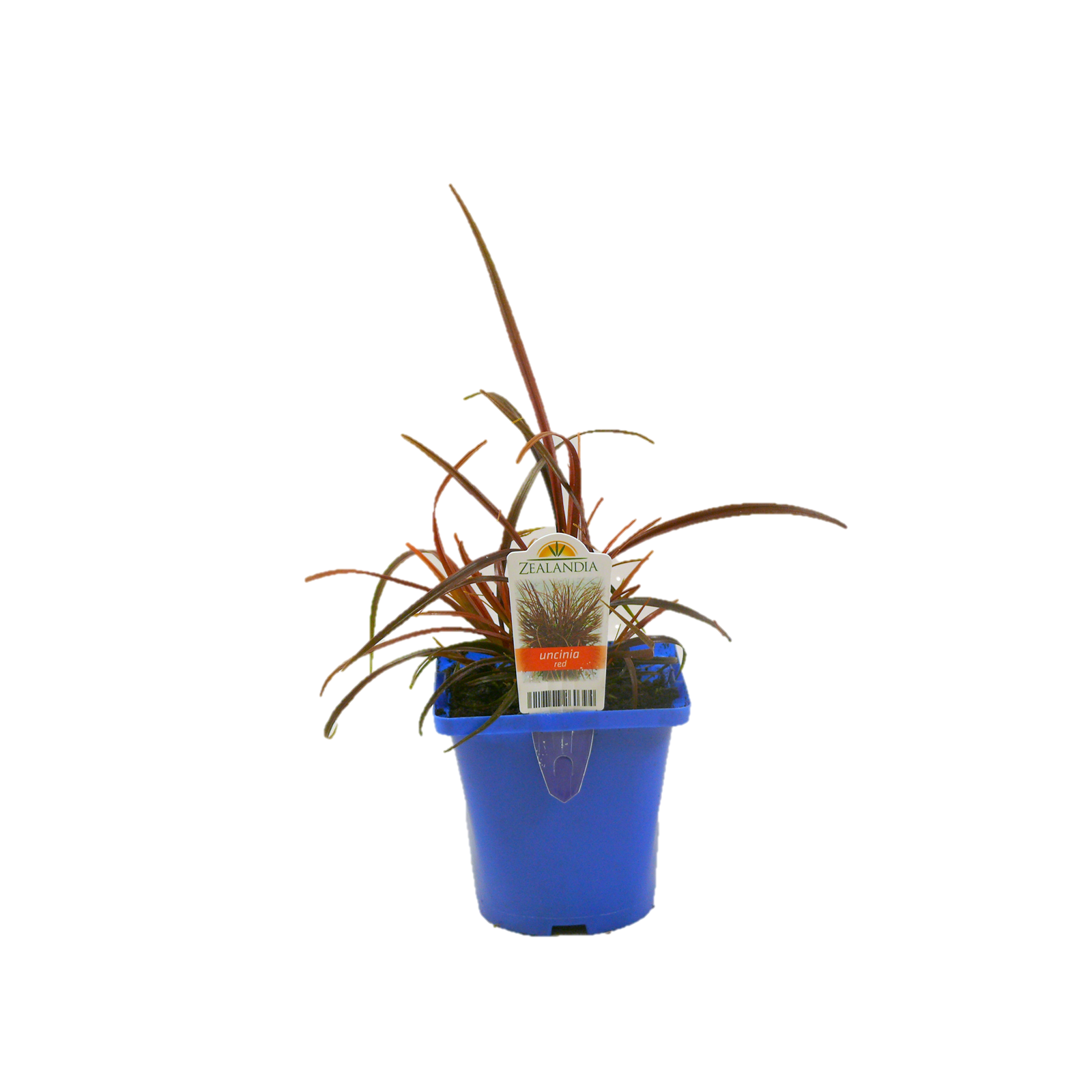 10cm Ornamental Grasses - Assorted - Bunnings New Zealand