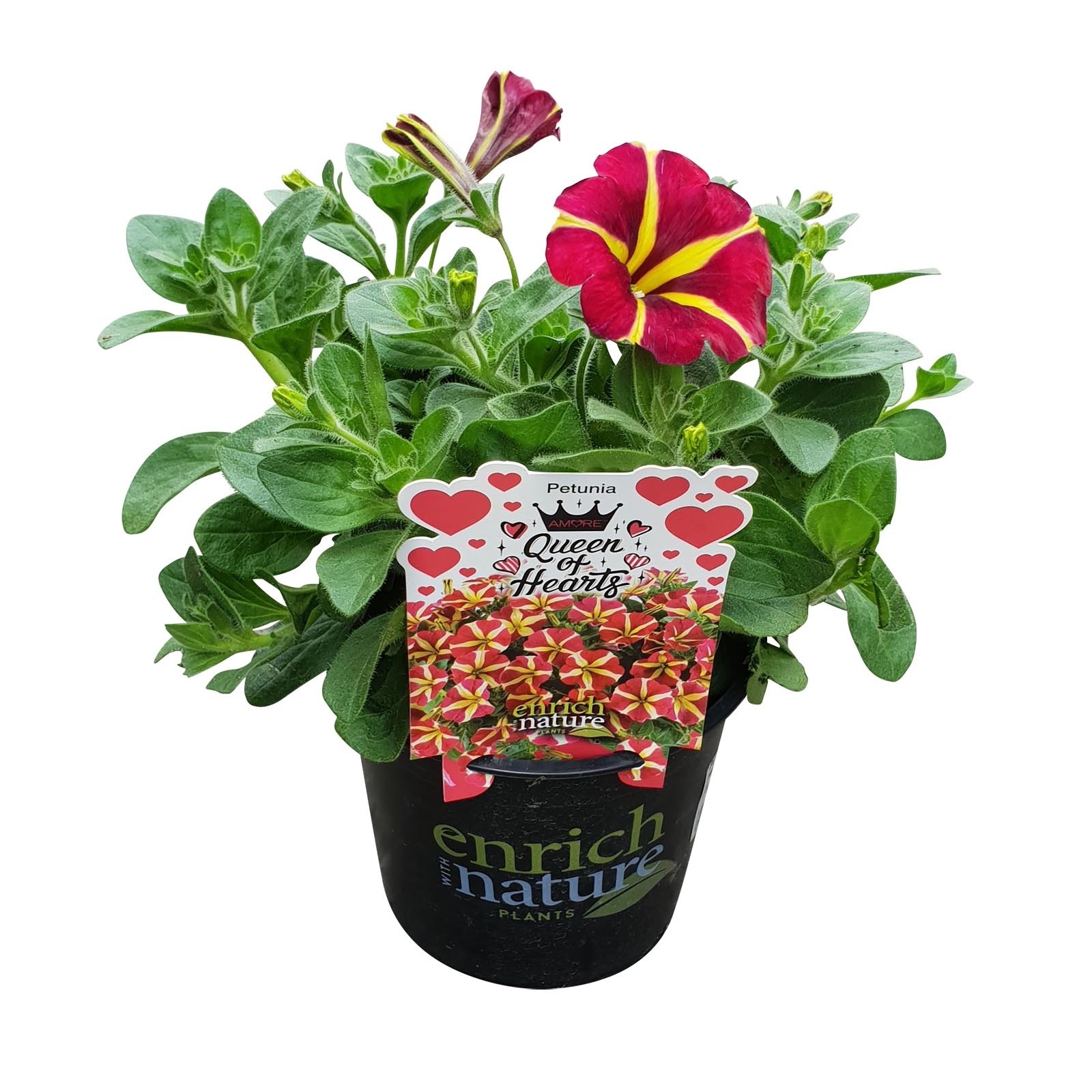 130mm Petunia Premium Assorted - Bunnings New Zealand
