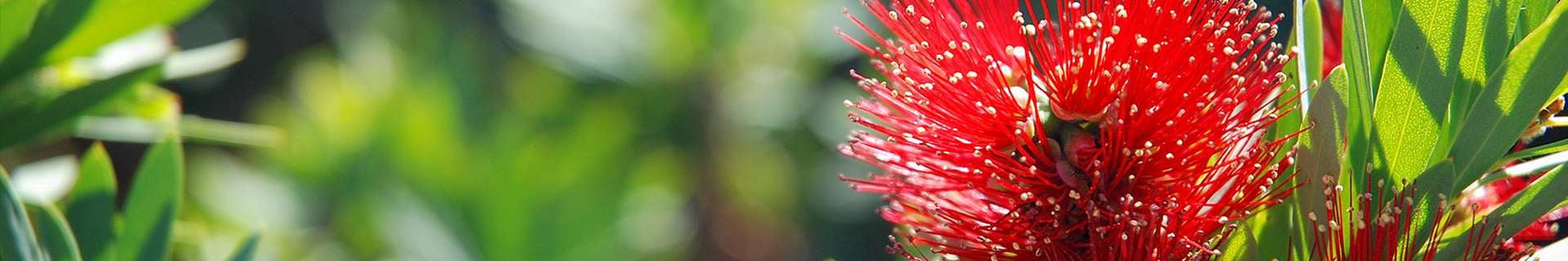 Plant Native! - Bunnings Australia