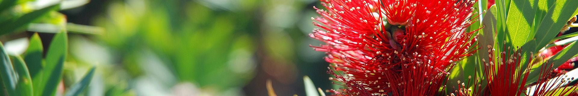 PlantNative! - Bunnings Australia