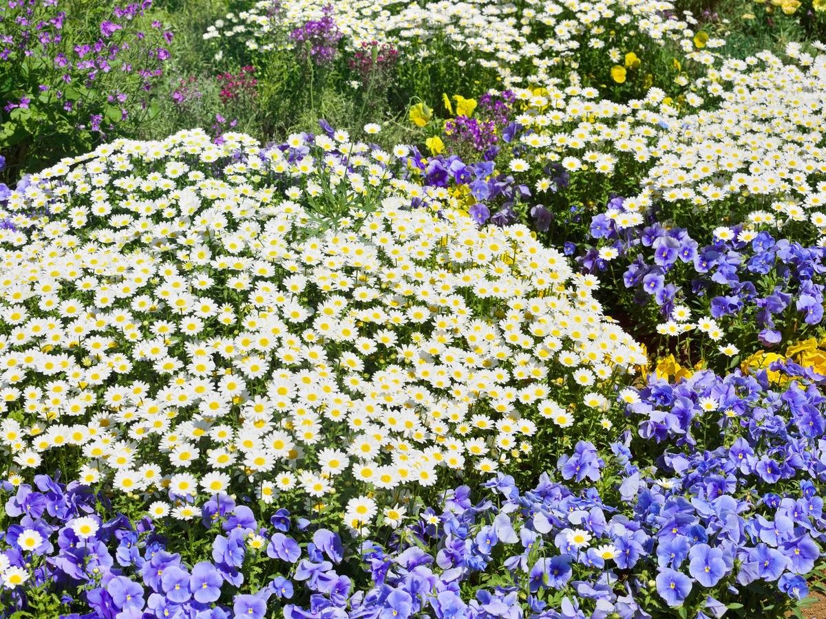 How To Plant, Grow And Prune Daisies - Bunnings Australia