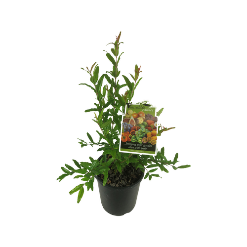 3L Pomegranate Eversweet - Punica granatum - Bunnings New Zealand