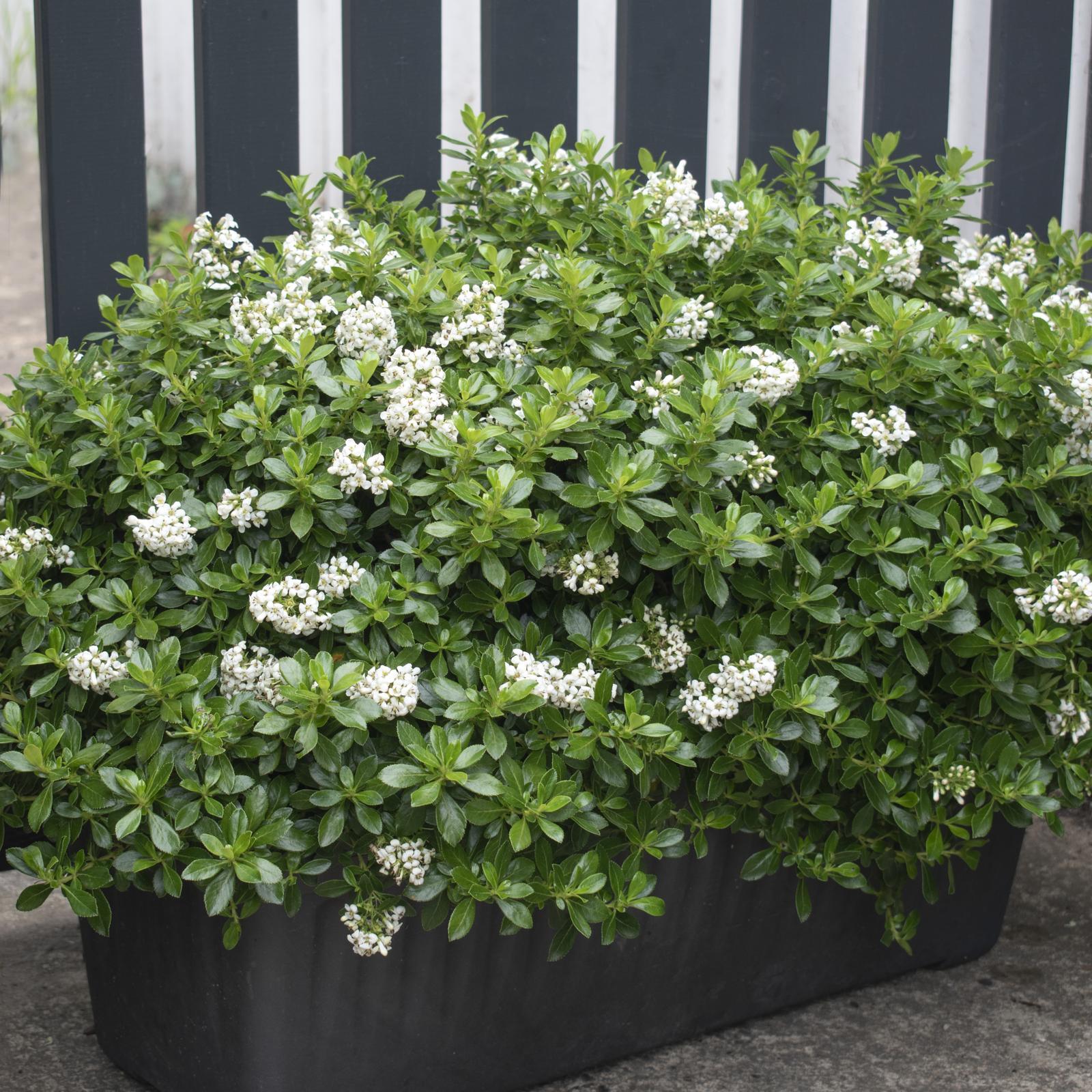 140mm HEDGE WITH AN EDGE® White - Escallonia - Bunnings Australia