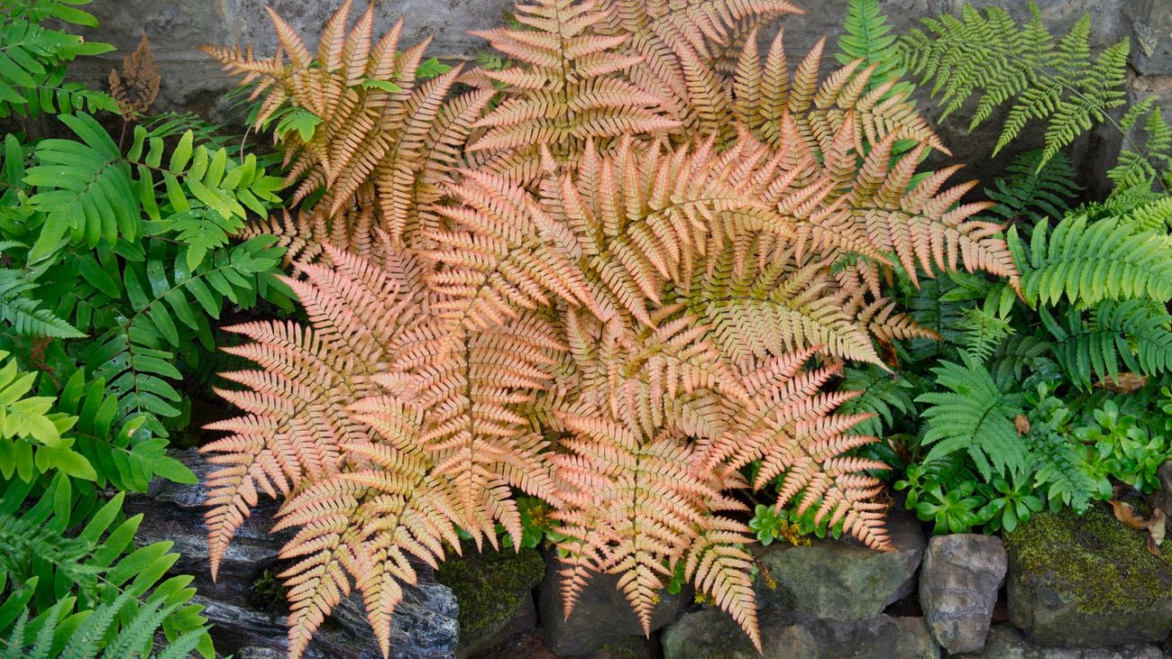 Guide To Growing Ferns - Bunnings Australia