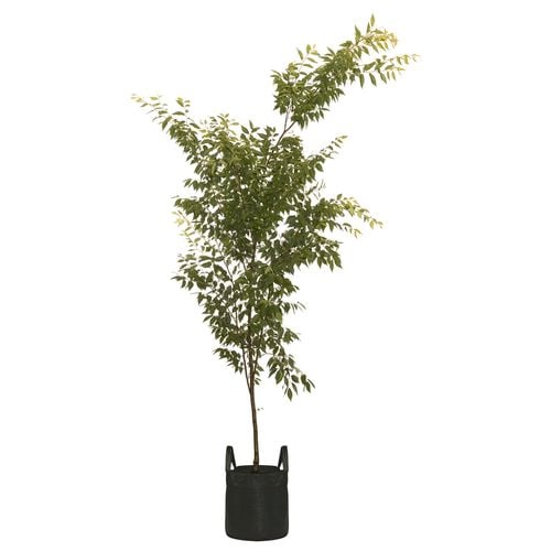 45L Japanese Elm Mushashino - Zelkova serrata Mushashino - Bunnings ...
