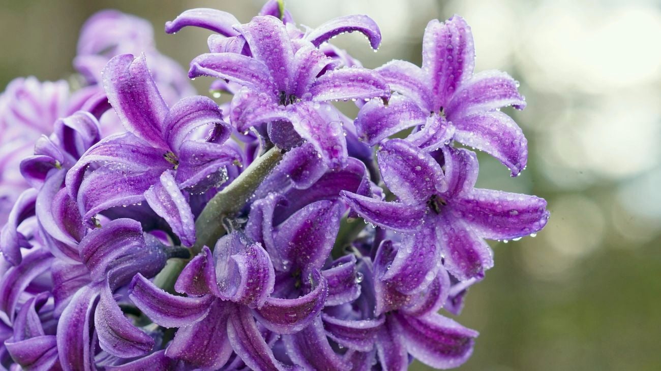 How To Grow And Care For A Hyacinth - Bunnings Australia