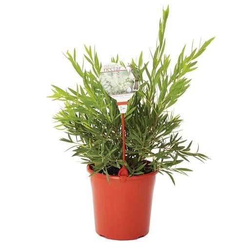 200mm Wilderness White Bottlebrush - Callistemon viminalis - Bunnings ...