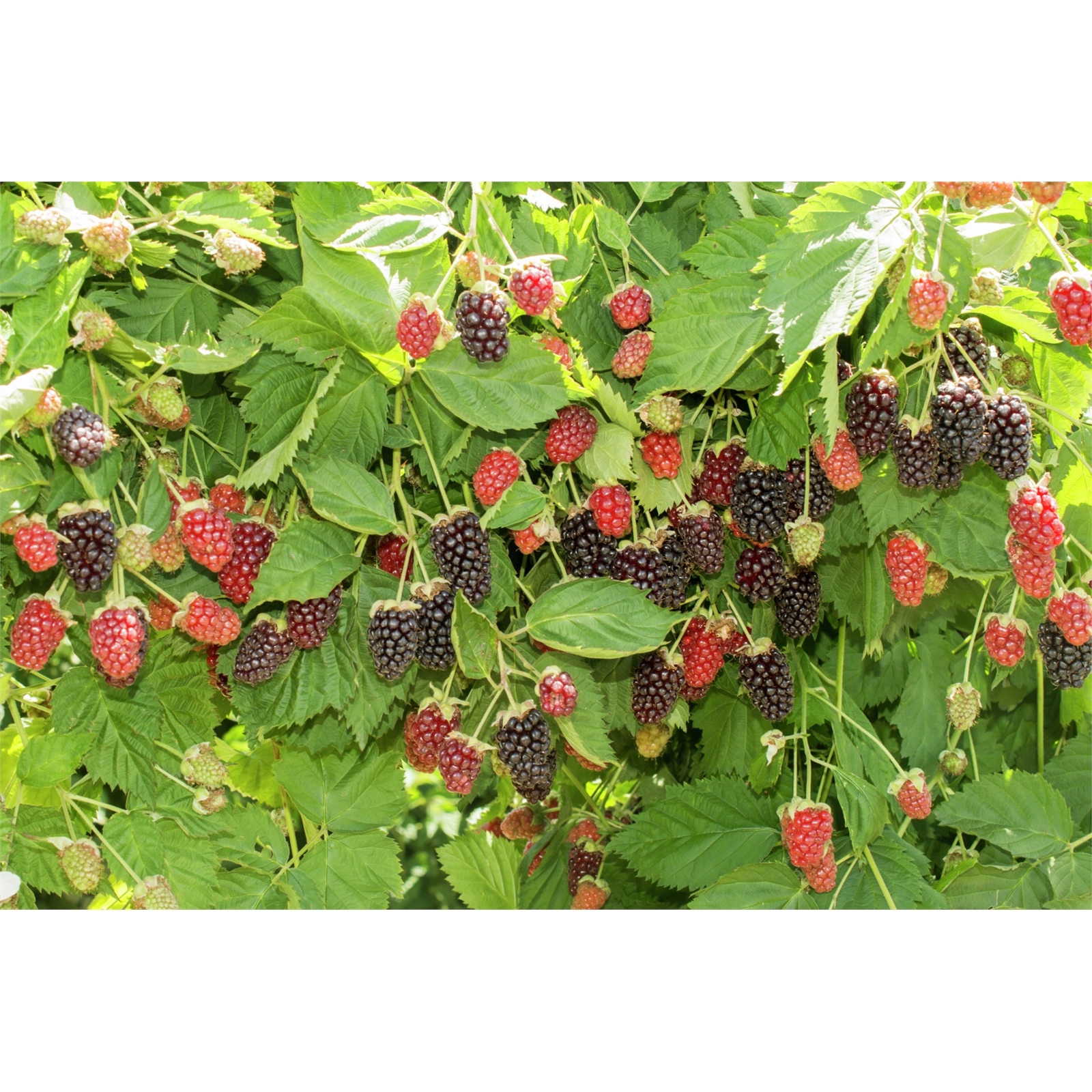 3L Boysenberry Starlight - Rubus hybrid Purple Star PVR - Incredible ...
