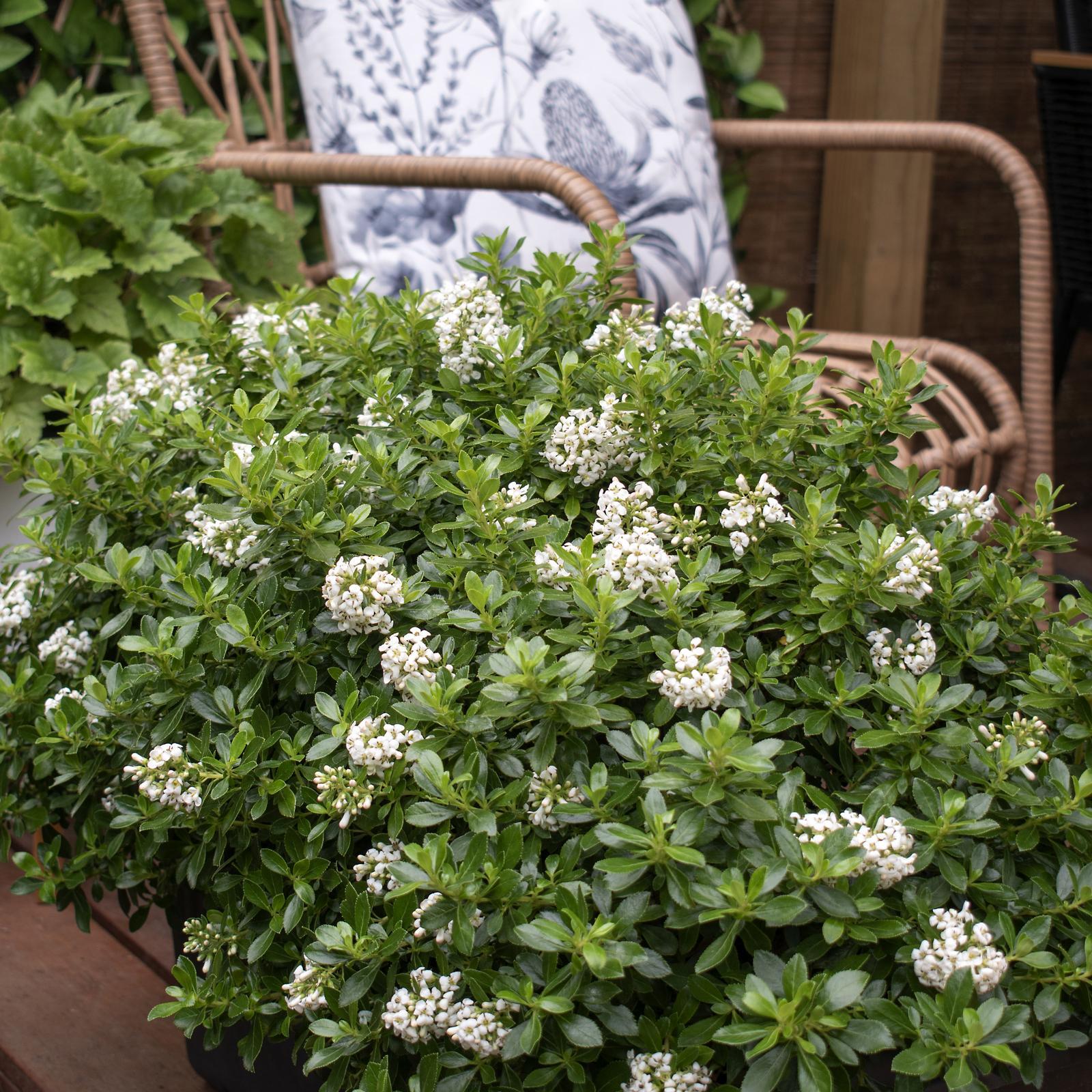 140mm HEDGE WITH AN EDGE® White - Escallonia - Bunnings Australia