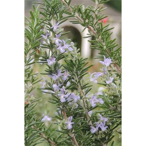 2.5L Rosmarinus Officinalis - Rosemary september - Bunnings New Zealand