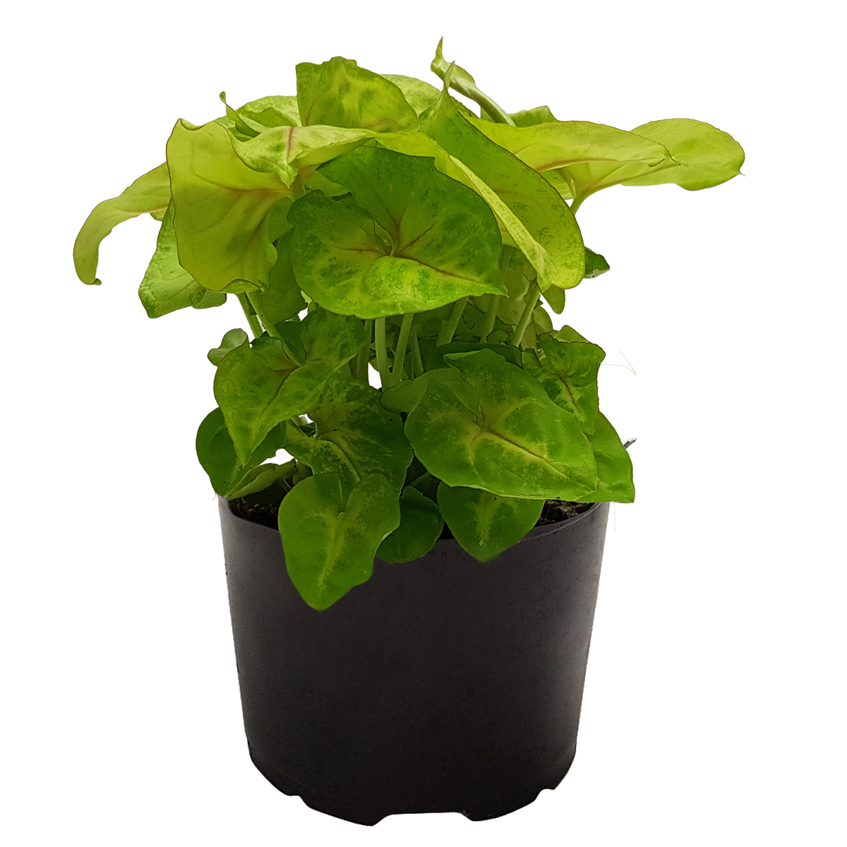 120mm Syngonium Golden Allusion - Syngonium podophyllum - Bunnings New ...