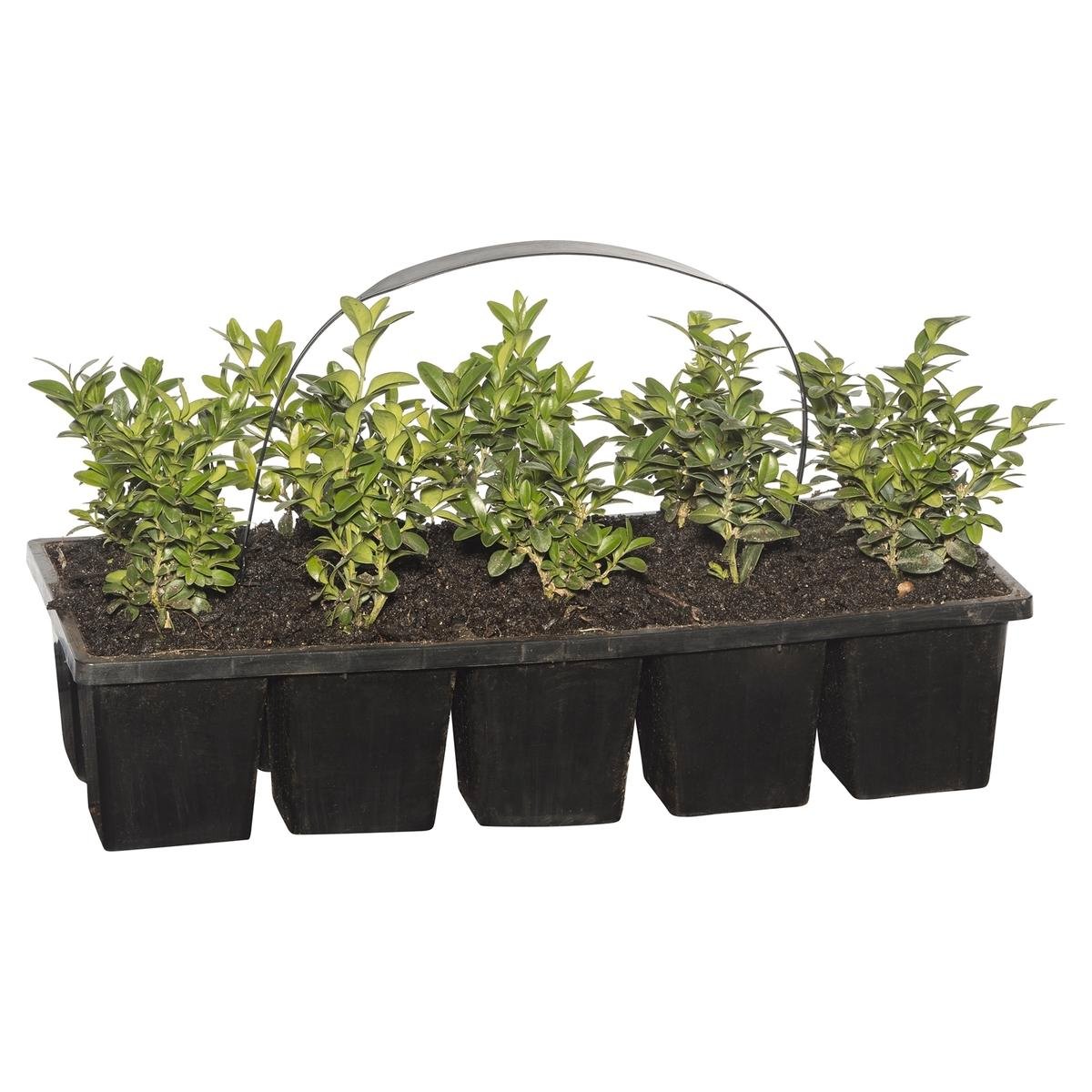 10 Cell English Box - Buxus sempervirens - Bunnings Australia