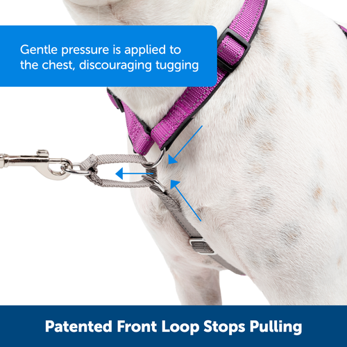 PetSafe Black 3-In-1 Harness And Car Restraint - Small - Bunnings Australia