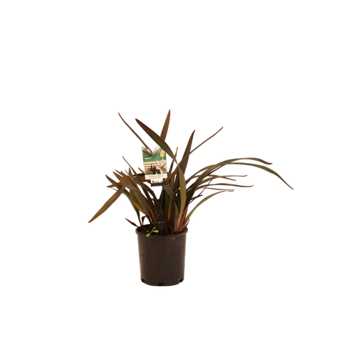 140mm Dianella Blaze - Dianella tasmanica - Bunnings Australia