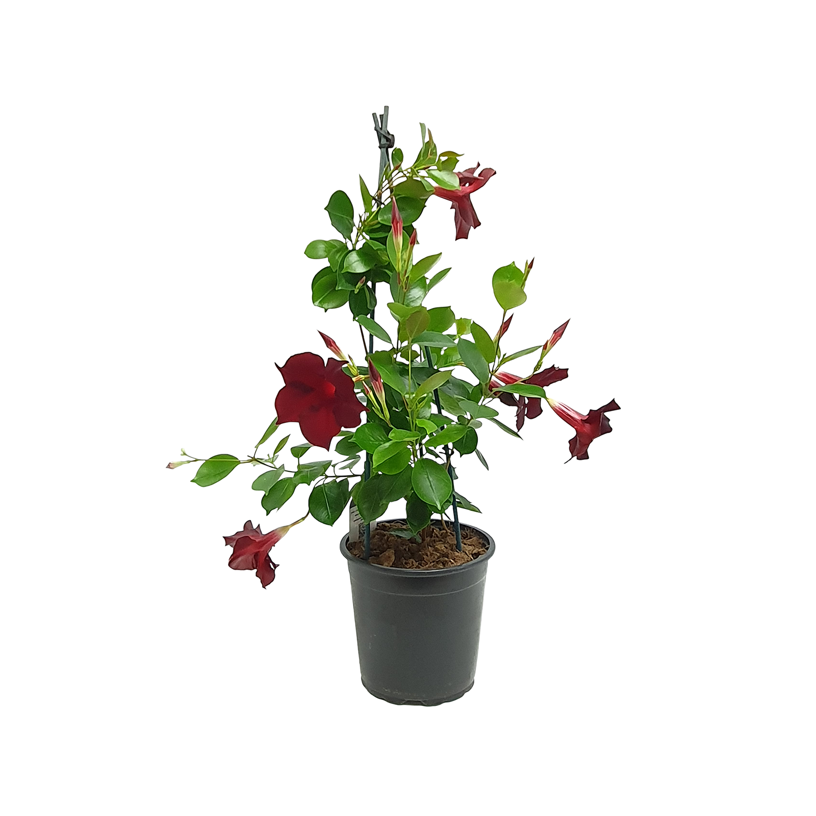 170mm Mandevilla Lannes - Diamantina Series - Bunnings New Zealand