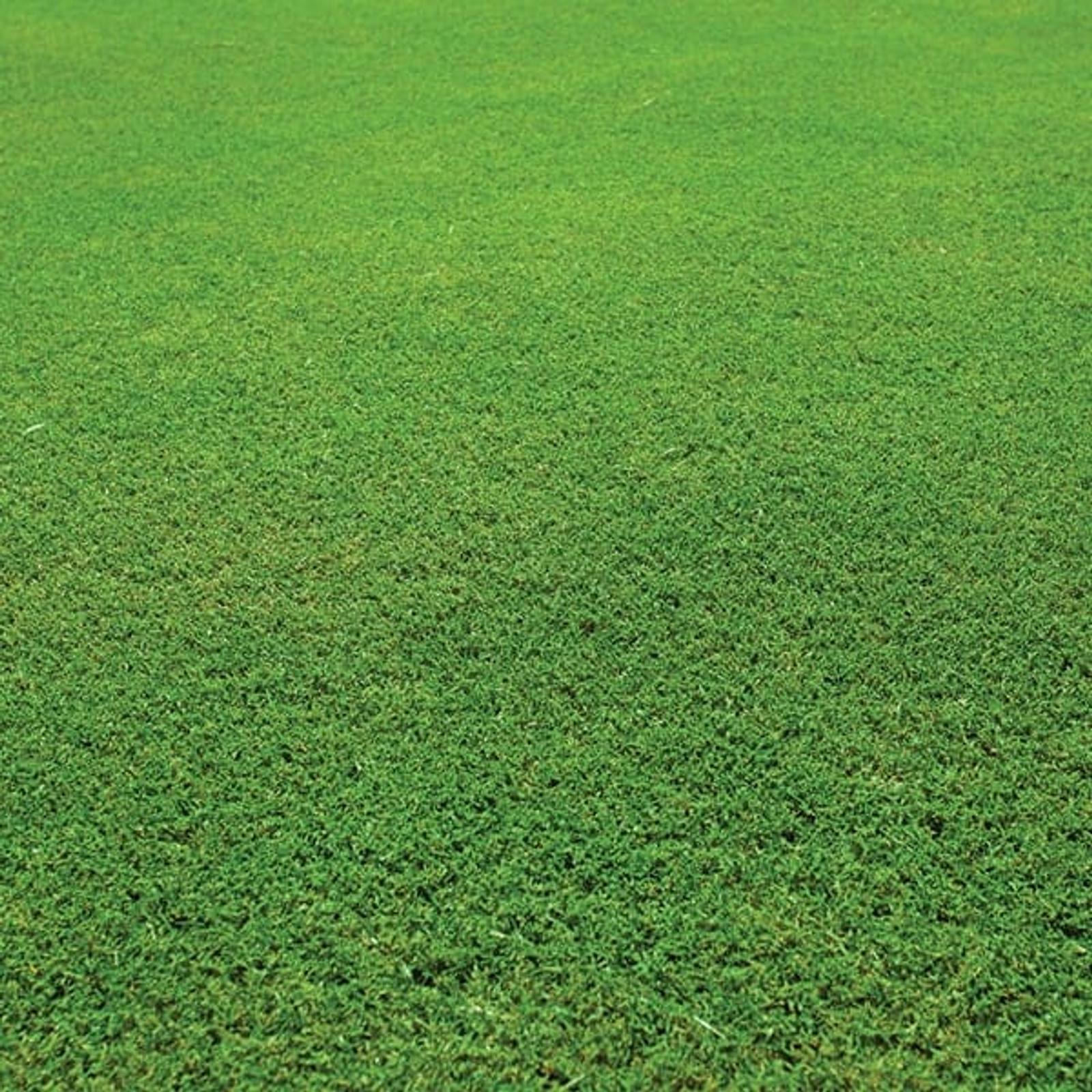 TifTuf 0.5m² Slab Bermuda Couch Turf - Bunnings Australia