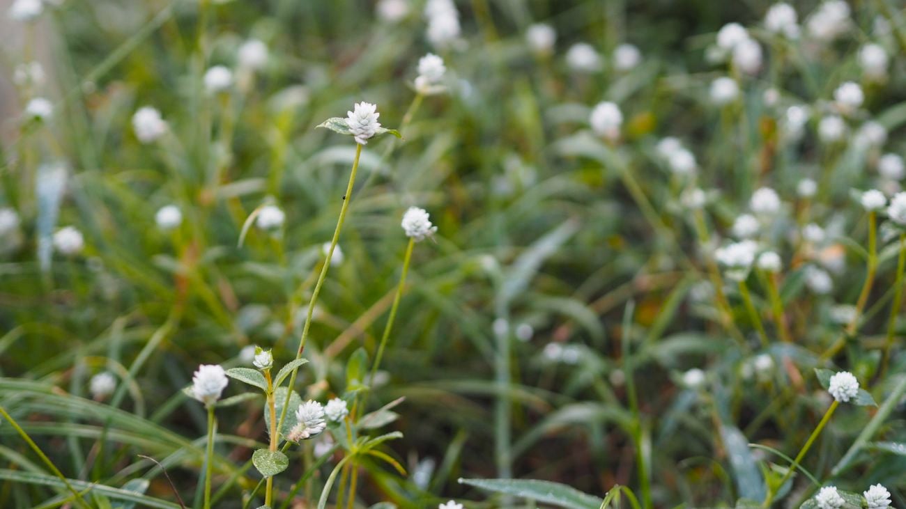 How To Identify And Kill Lawn Weeds - Bunnings Australia