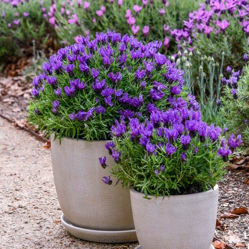 140mm Lavander The Prince - Lavandula hybrid - Bunnings Australia