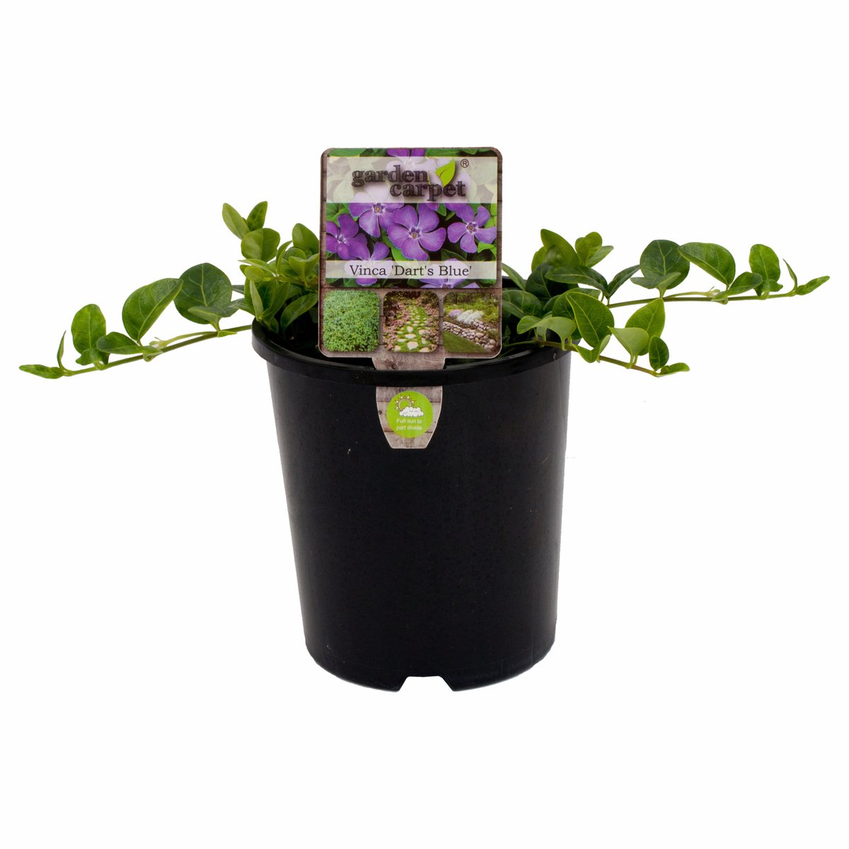 140mm Vinca Darts Blue - Vinca minor - Bunnings Australia