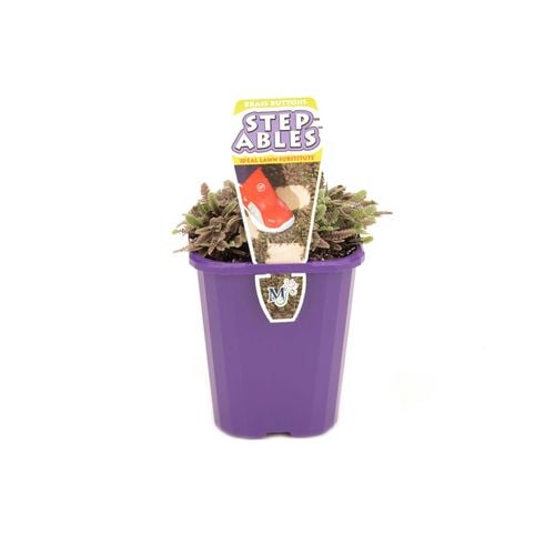 85mm Brass Buttons - Cotula Perpusilla - Bunnings Australia