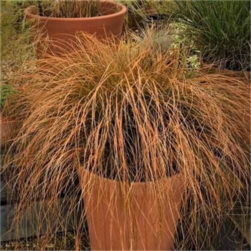 2L Carex Testacea - Cyperaceae - Bunnings New Zealand
