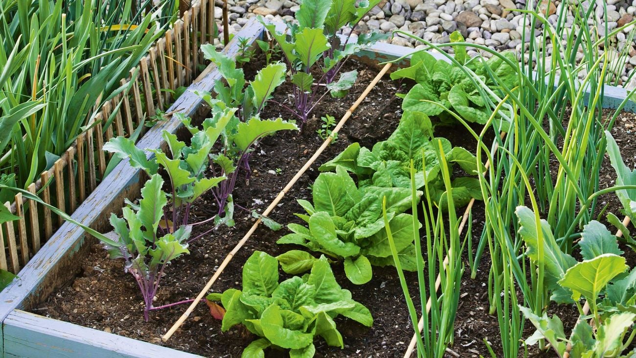 How To Grow An Edible Garden - Bunnings Australia